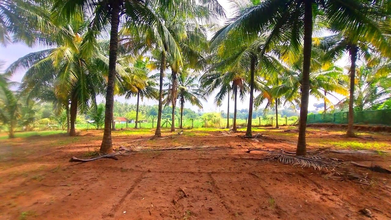 1 Acre Coconut Farm & Farm House for Sale in KInathukadavu Near | 7 kms ...