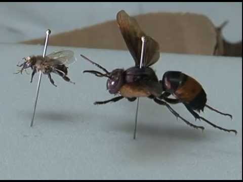 New dangerous wasp species appears on Guam - YouTube