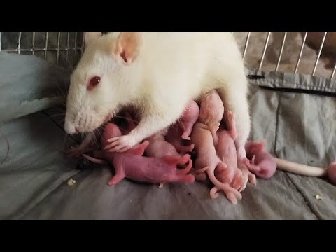 সুইস অ্যালবিনো ইঁদুরের বাচ্চাদের দুধ পান || Swiss albino rat pups ...