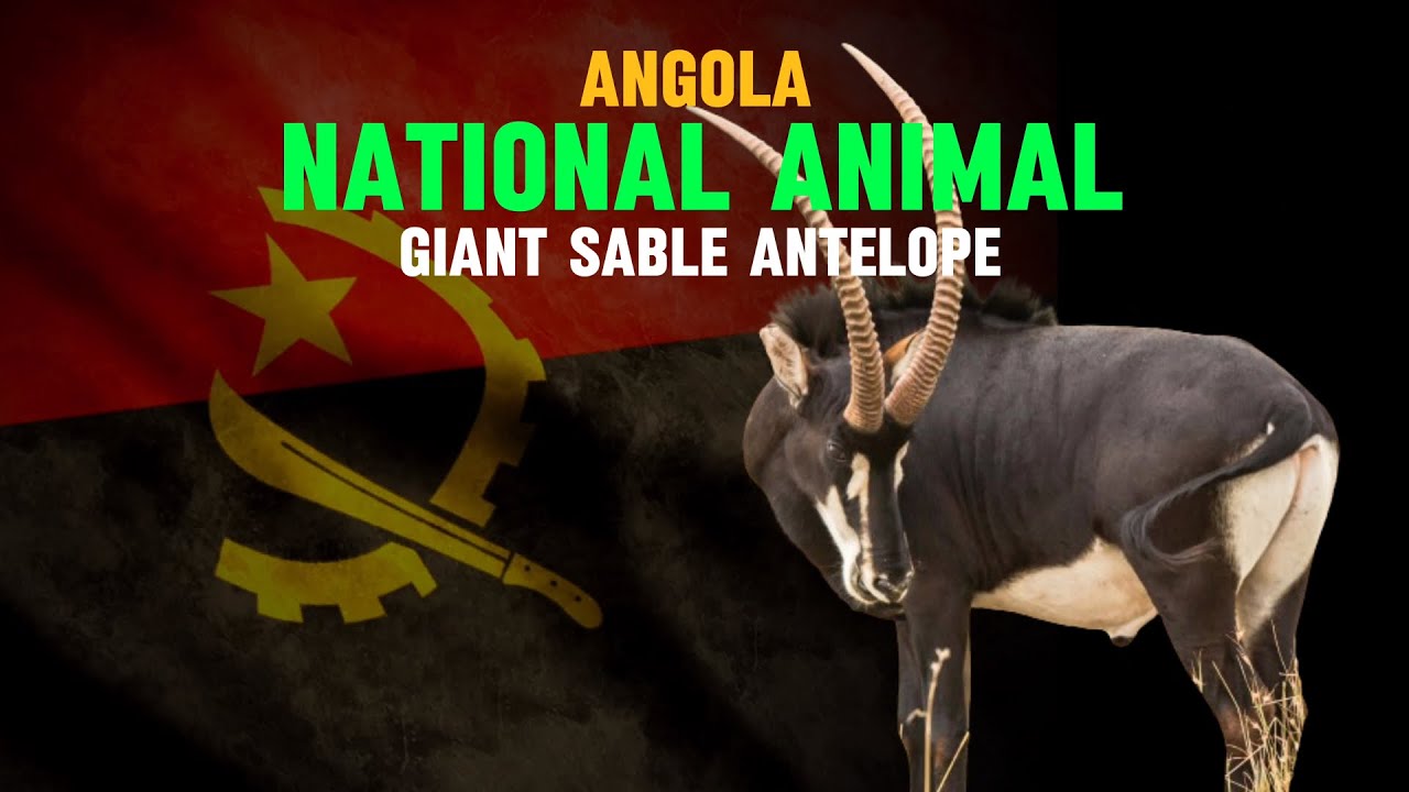 What is the national animal of Angola? - YouTube