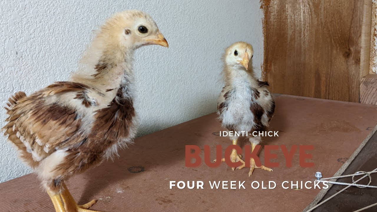 Buckeye: 4-Week-Old Chicks - YouTube