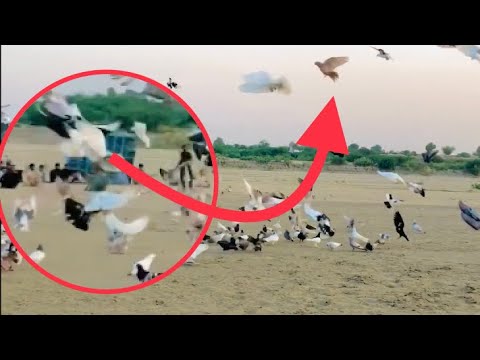 Pakistani kabutar fancy kabootar pet pigeons competition kabutar Kara ...