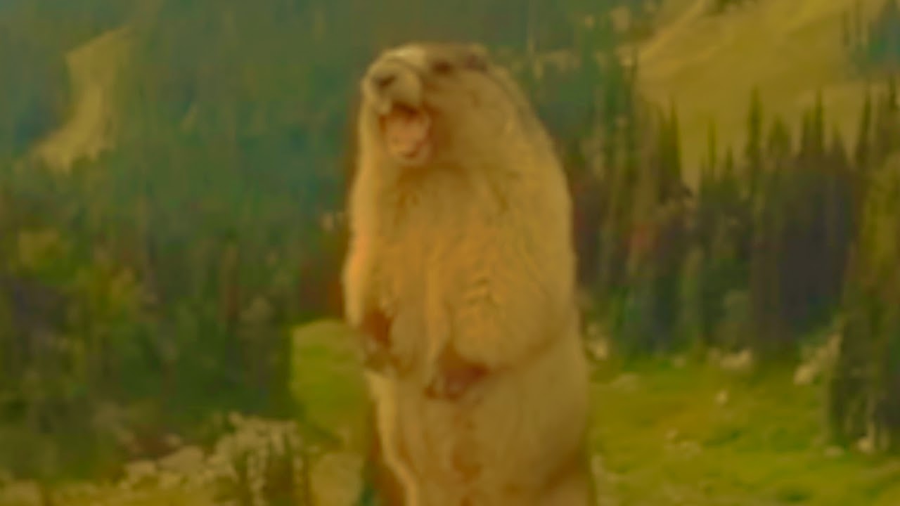 The Screaming Beaver - YouTube