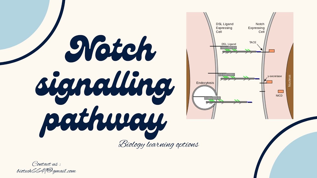 Notch Signaling Pathway | Overview | Mechanism | Purpose | Development ...