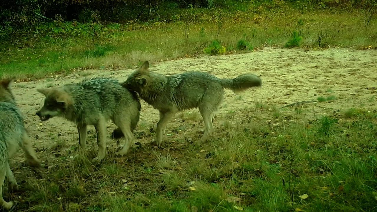 Red deer stags fight, bullying one wolf pup by others in the pack ...