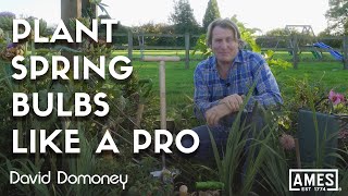 How to plant spring flowering bulbs