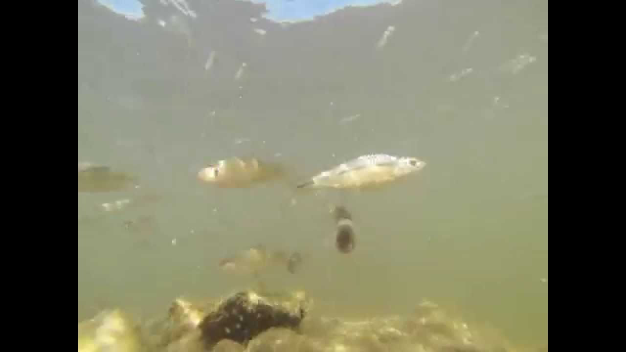 Pesti pe raul Bistrita, Piatra Neamt - YouTube