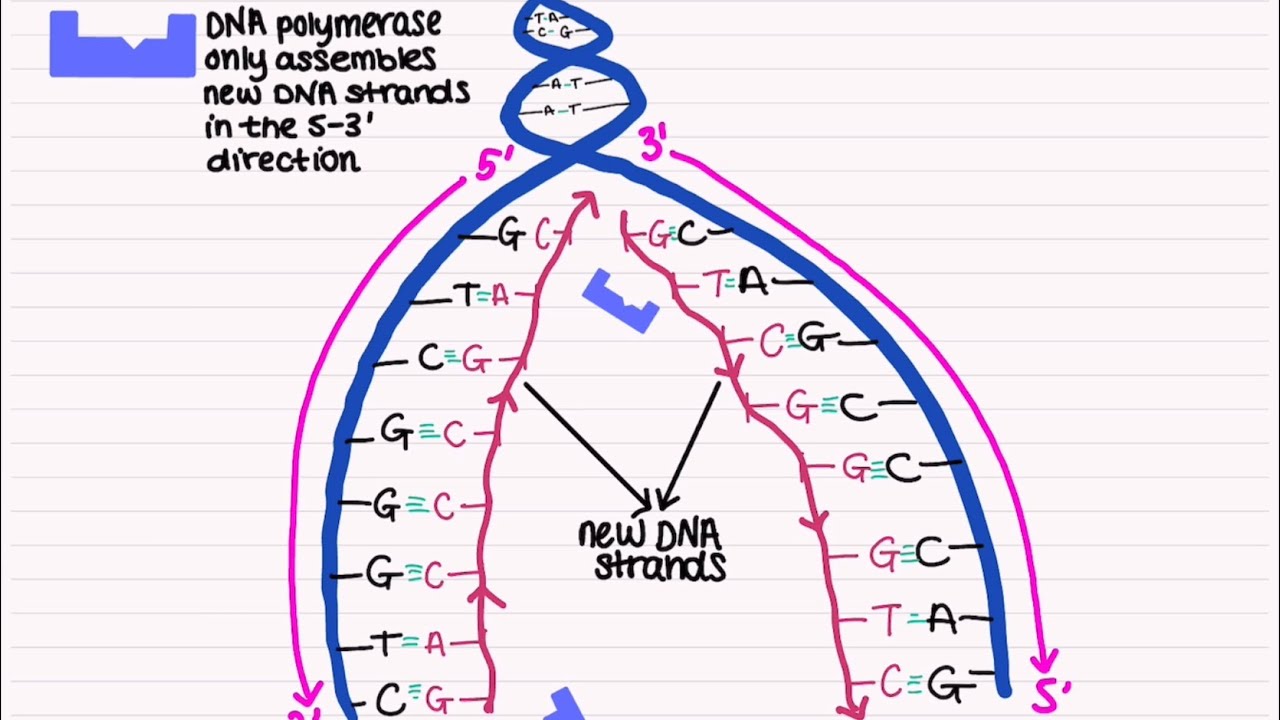 AQA A LEVEL BIOLOGY TOPIC 1.5.2 - DNA replication - YouTube