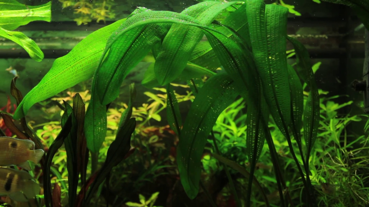 Aponogeton henkelianus - YouTube