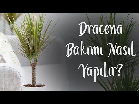 #CoşkunAkademi | Dracena Bakımı Nasıl Yapılır? | Dracena Bitkisi Nasıl Çoğaltılır?