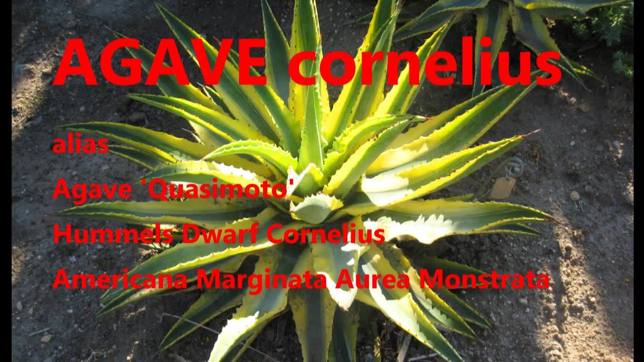 The Plant Traveller: Agave 'Cornelius' #succulents - YouTube