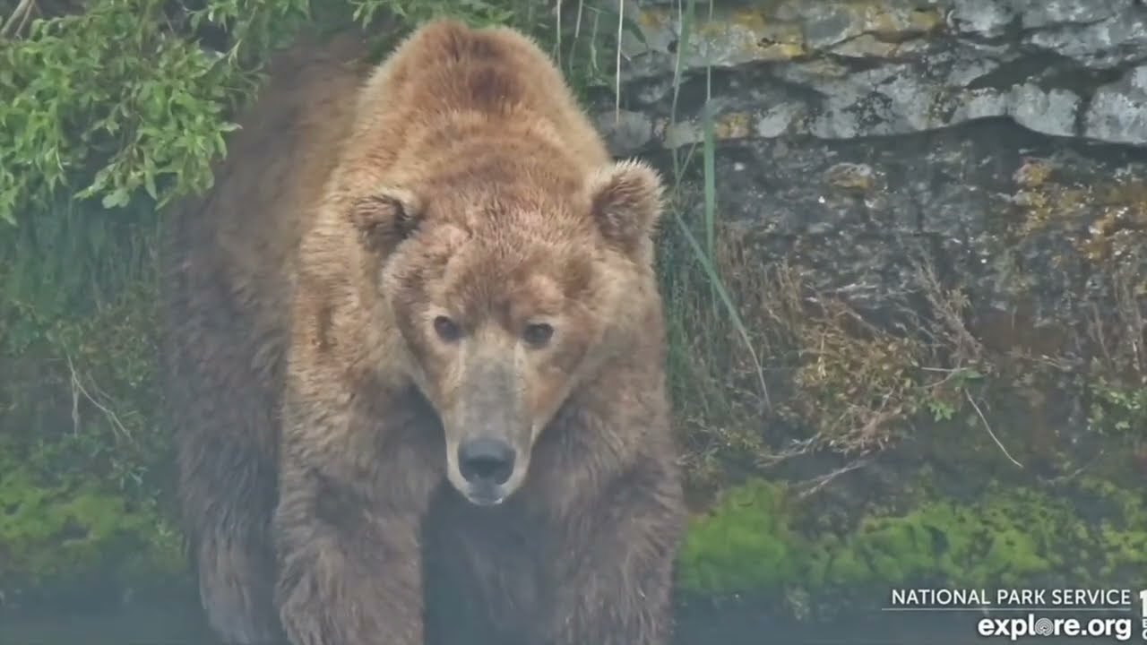 4 Minutes of Zen with 480 Otis, the King of Katmai - Explore.org - YouTube