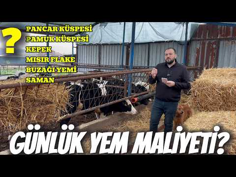 20 Yeni Dana Günde Kaç TL Yiyor? | 2026 Güncel Besi Rasyonu ve Maliyeti 💸
