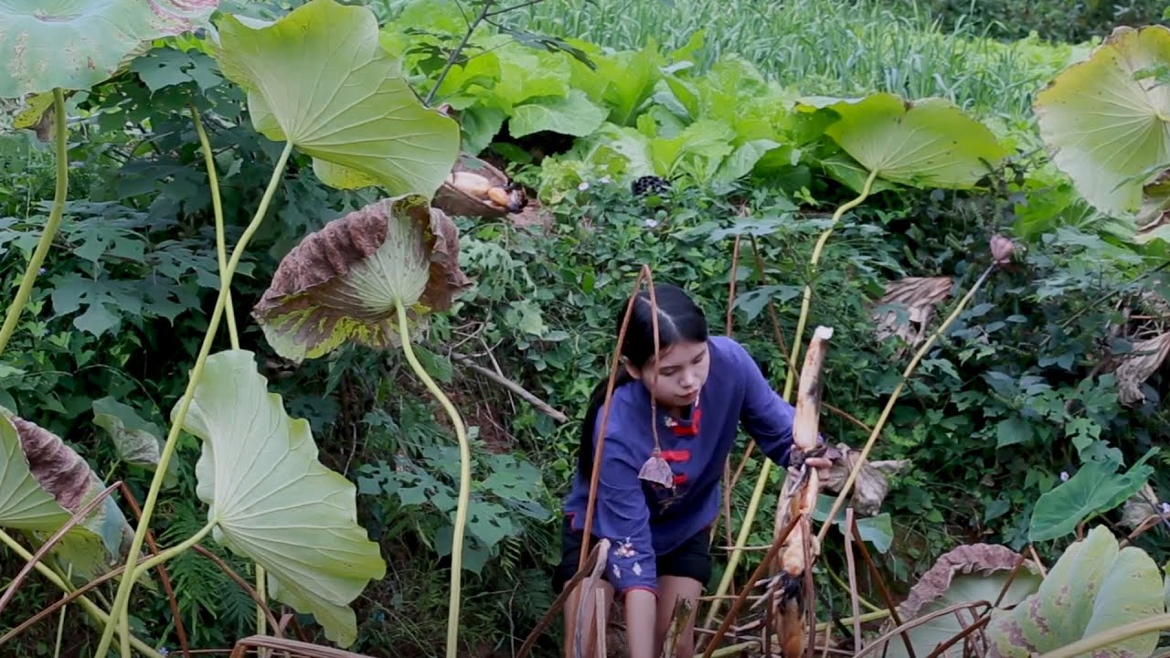 Pull out a few lotus roods in field to make a stew a pot of lotus root ...