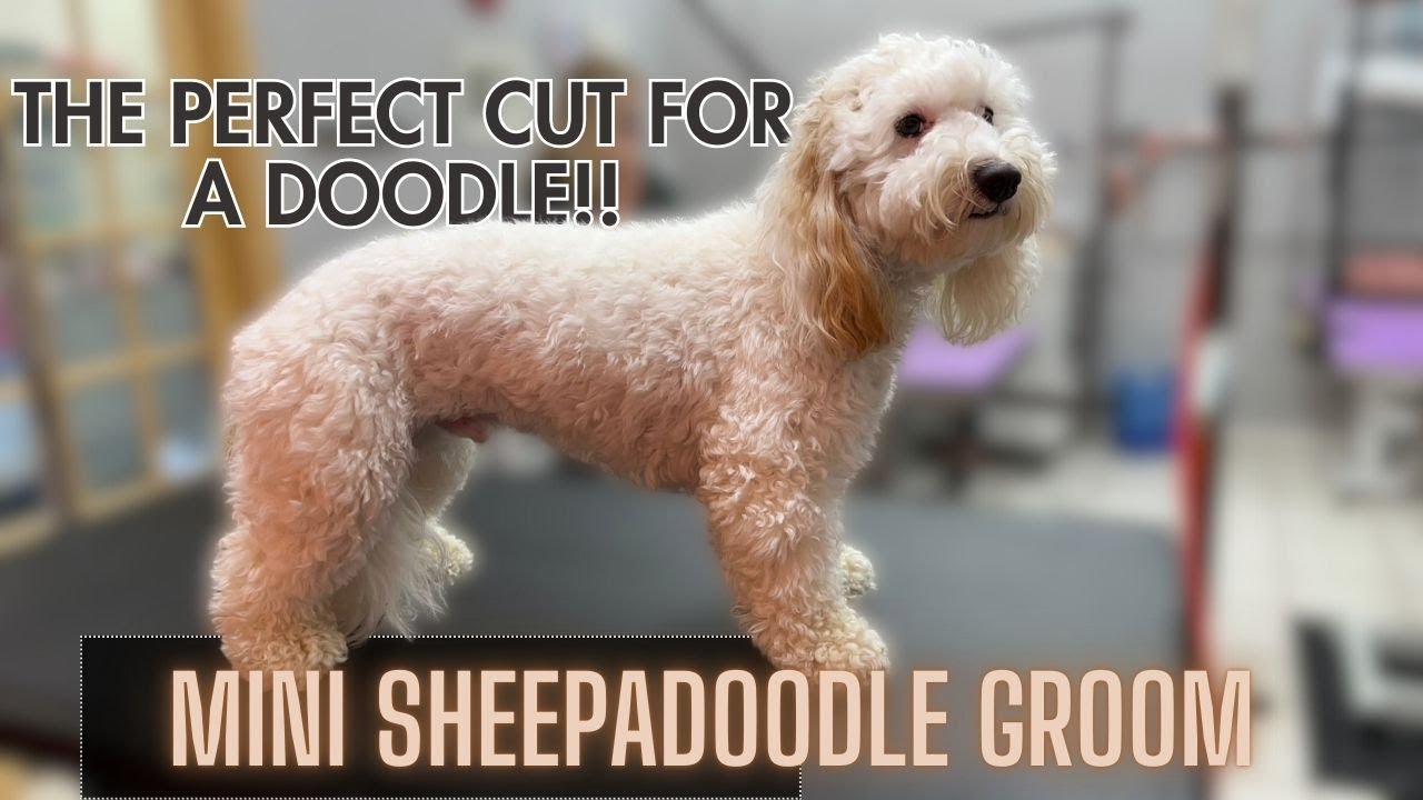 The EASIEST FULL LENGTH cut on a DOODLE!! - YouTube