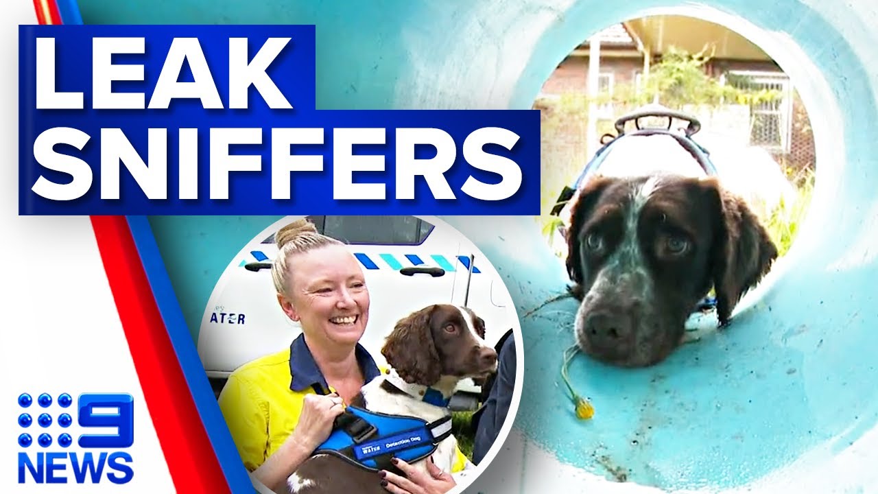 Why Do Dogs Leak Water