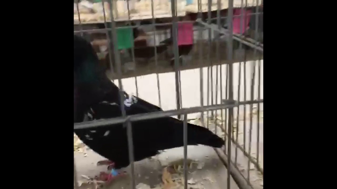 White side show Tippler pigeons and white side Dutch - YouTube