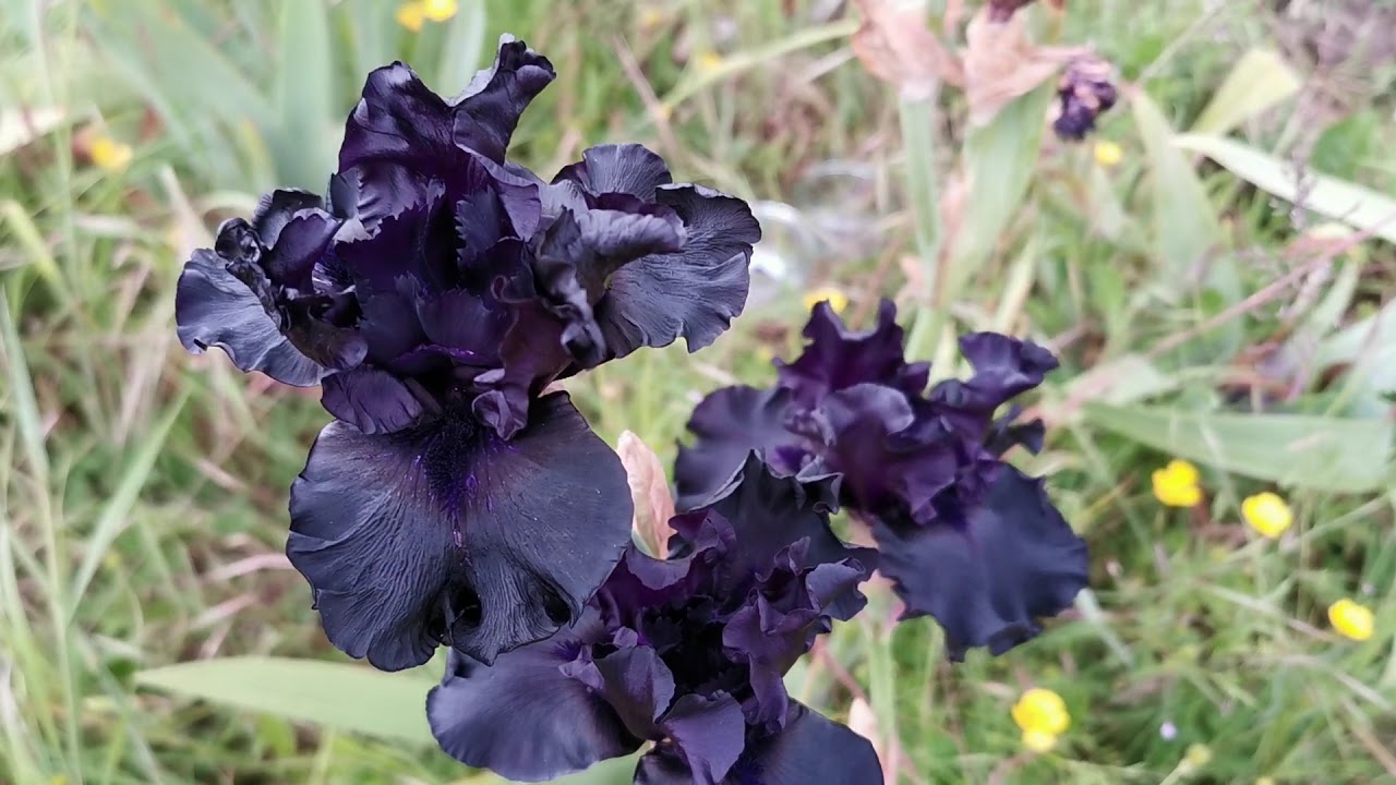 Tall Bearded Iris " Ravengirl ", one of the darkest irises available ...