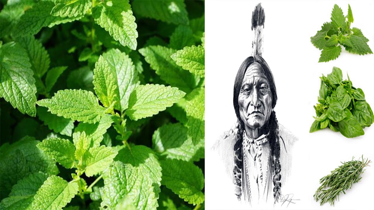 Gjenden kudo edhe në vendin tonë: Ja bimët mjekësore që janë përdorur ...