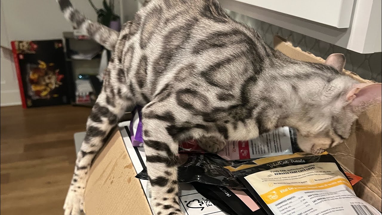 Naughty cat goes on an adventure digging through an Amazon box! - YouTube