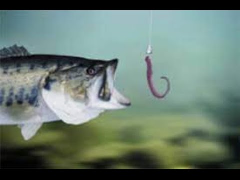 Albion Online gaking elite terrorbird in a 20+ gank party - YouTube