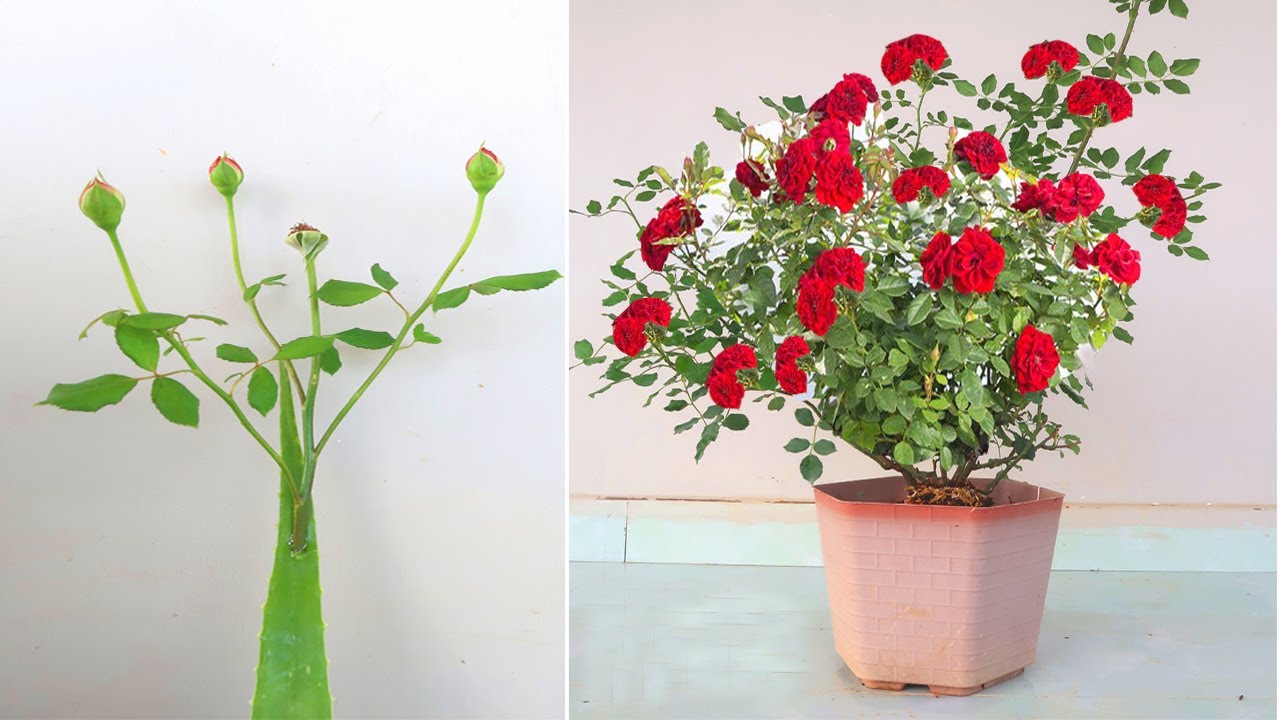 How to propagate red roses with aloe leaves for beginners - YouTube