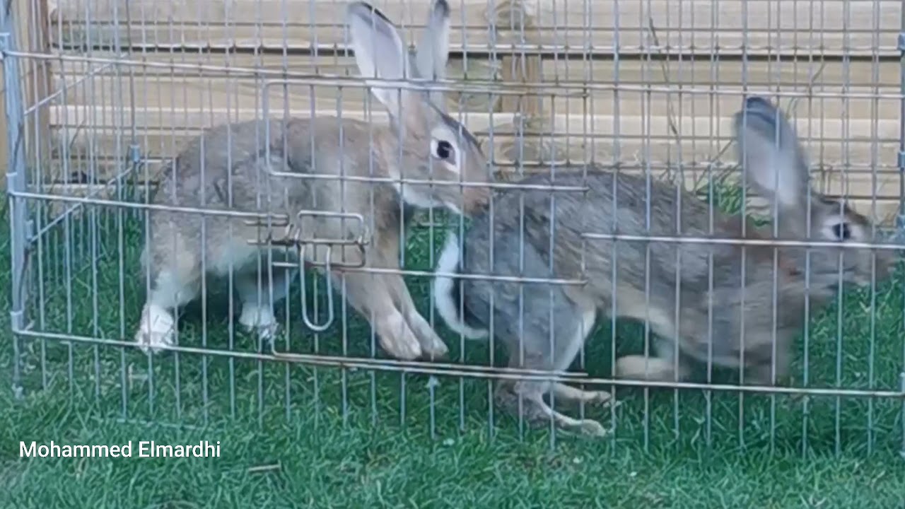 Accouplement raté du Lapin de Garenne - YouTube