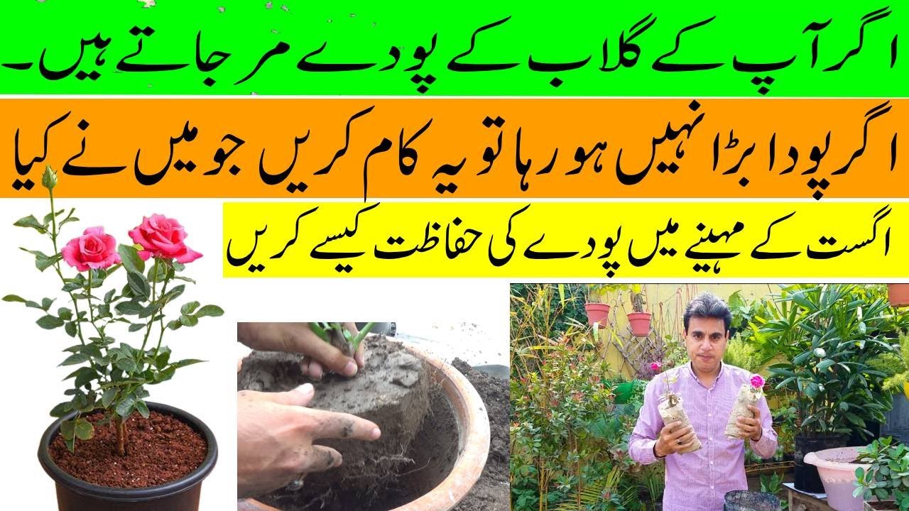 If the rose plant is not growing, do what I did | How to protect the ...