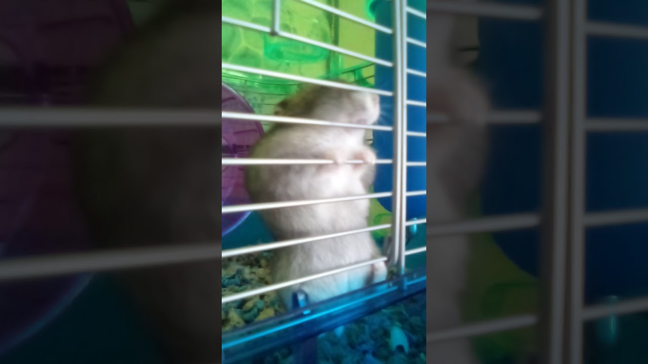 Miss.hamster - YouTube