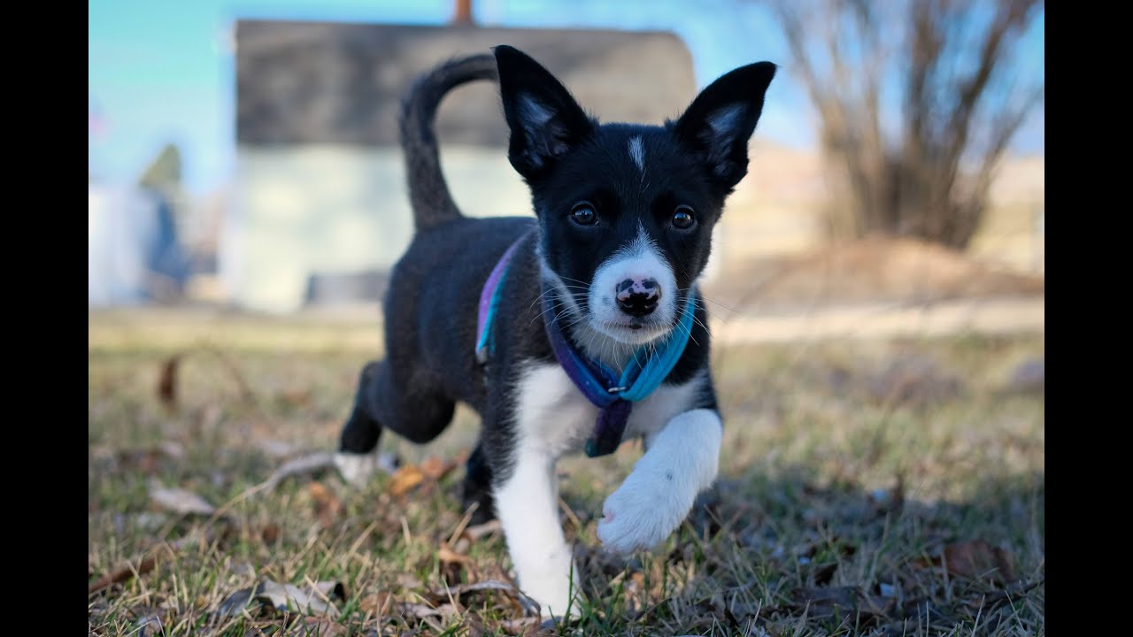 Ignited Fusion of the Raptor Genome - Zeta - 1 Year Old - YouTube