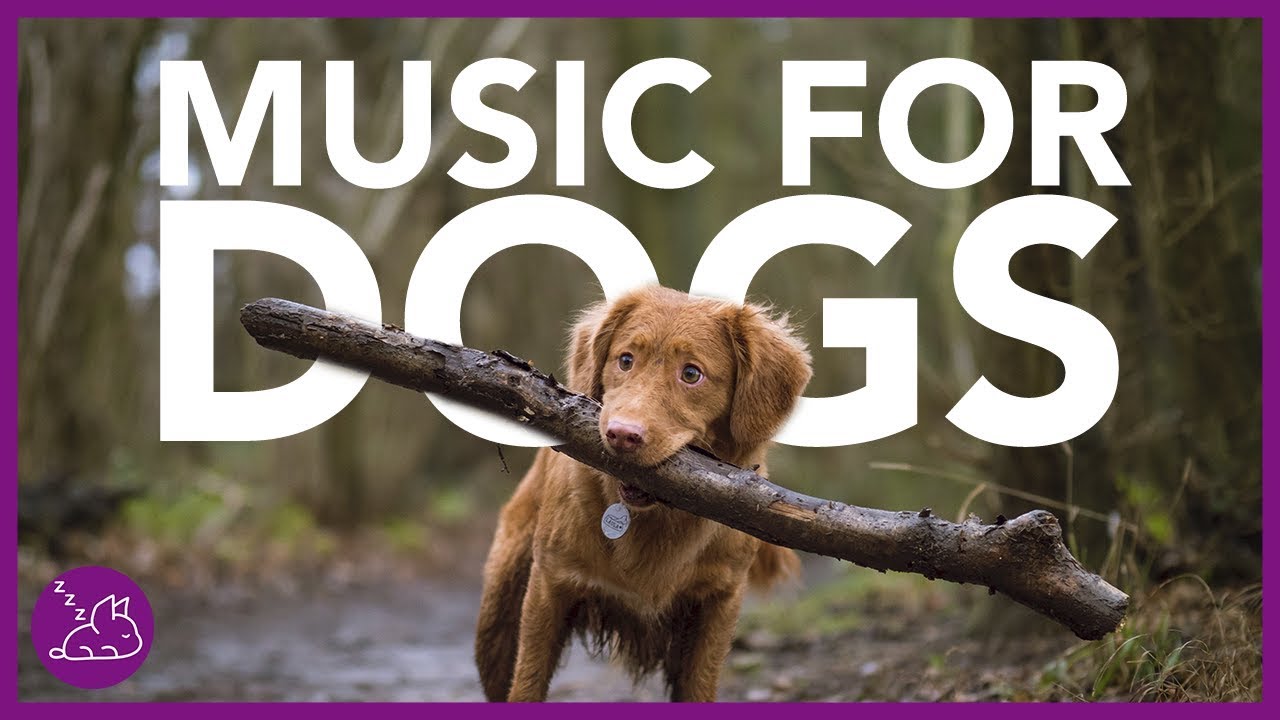 15 HOURS Of The Best Music For Dogs Chill Your Dog And Help Sleep 15-hours-of-the-best-music-for-dogs-chill-your-dog-and-help-sleep
