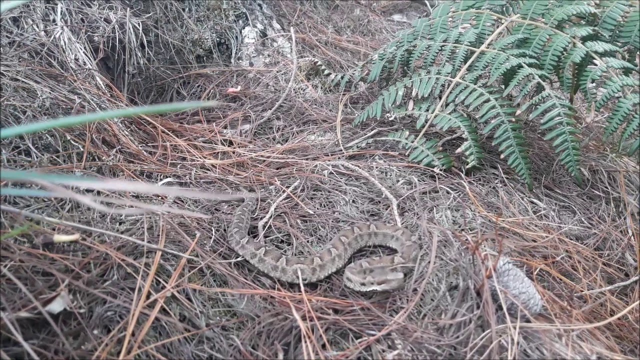 Bothrops lojanus - YouTube