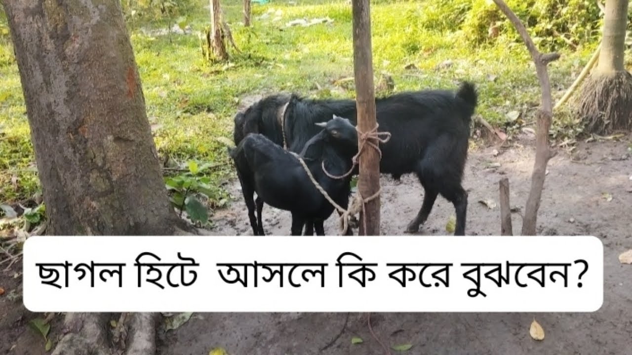 ছাগল হিটে আসলে কি করে বুঝবেন?#breeding #cowfarm #sagol_palon_poddhi # ...
