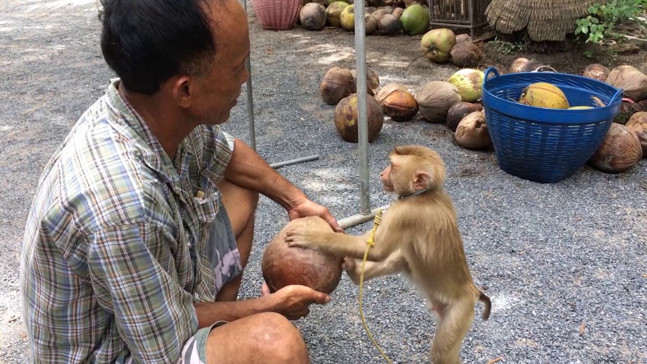 ฝึกลิงขึ้นมะพร้าว เขาทำกันอย่างไร Monkey training - YouTube