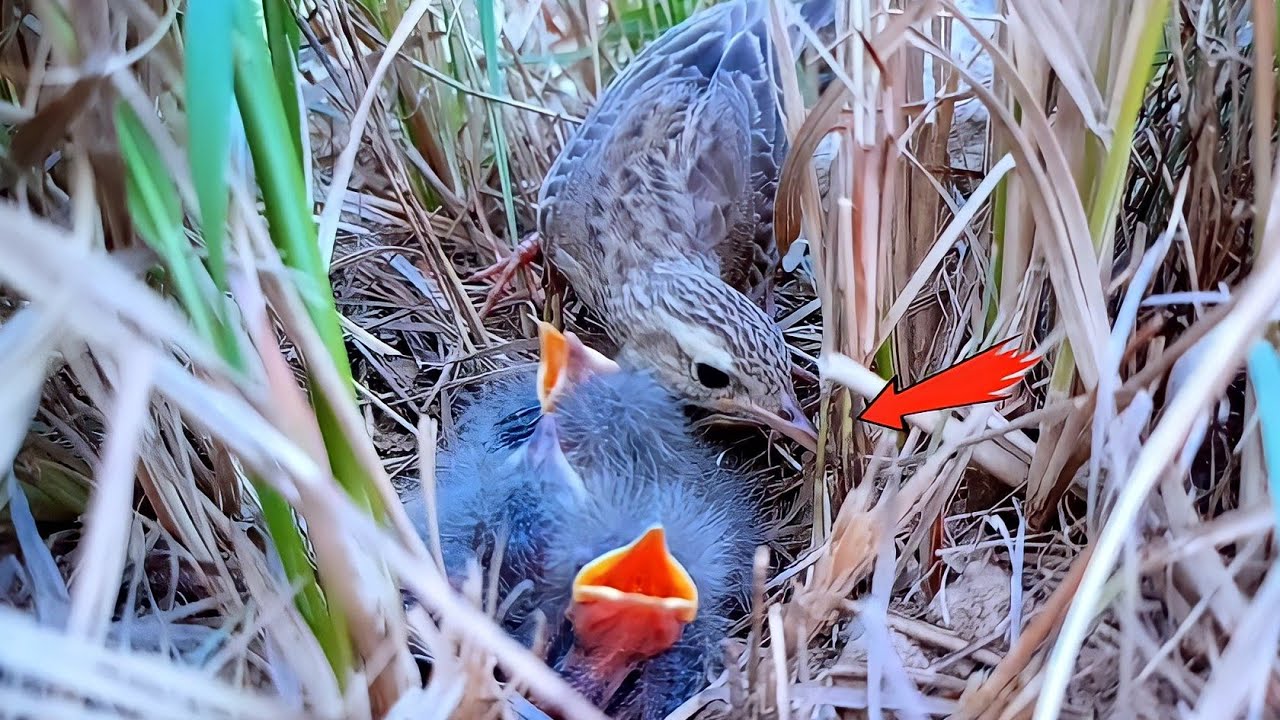 Meadow pipit bird babies is very smart || Birds of Nature - YouTube