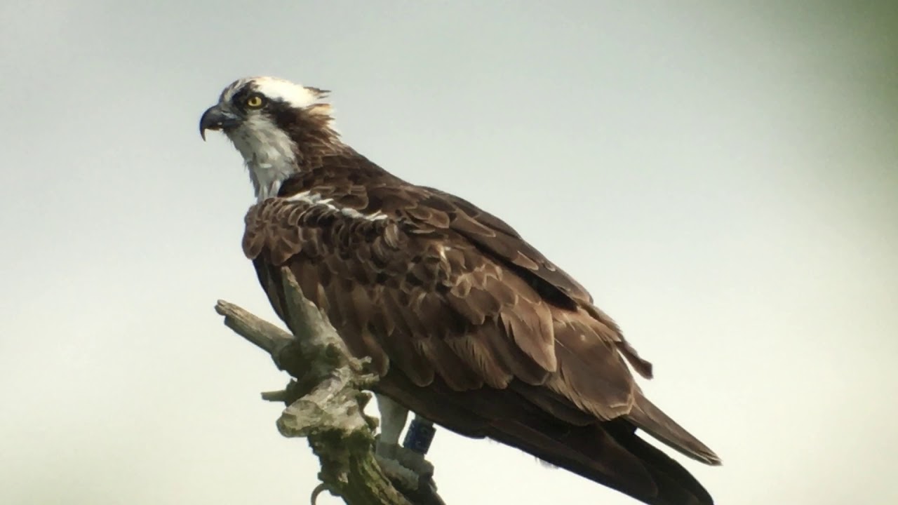 Osprey CJ7 - RSPB Arne - 15/06/18 - YouTube