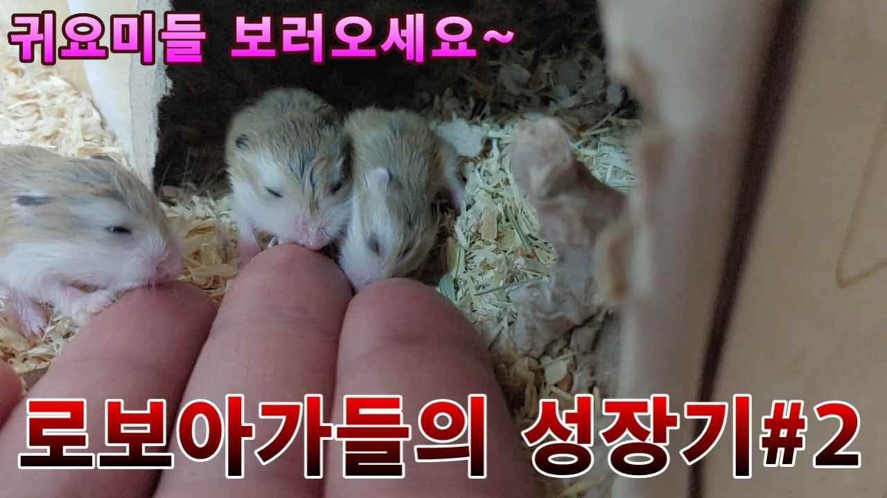 로보 성장기#2/햄스터 성장기#2/로보 아가들의 일상/Hamster growth period #2/ハムスター成長期#2 - YouTube