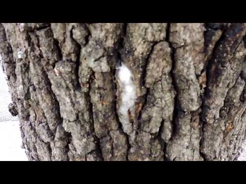 Do Hornets Like White Pine Sap