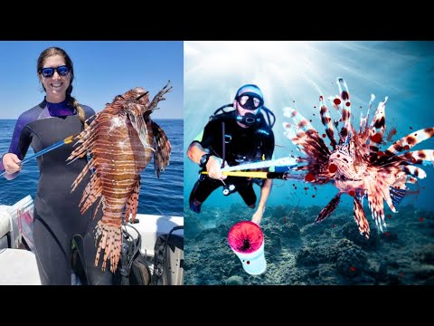 Lionfish | Lionfish Sting | #lionfish #lionfishsting - YouTube