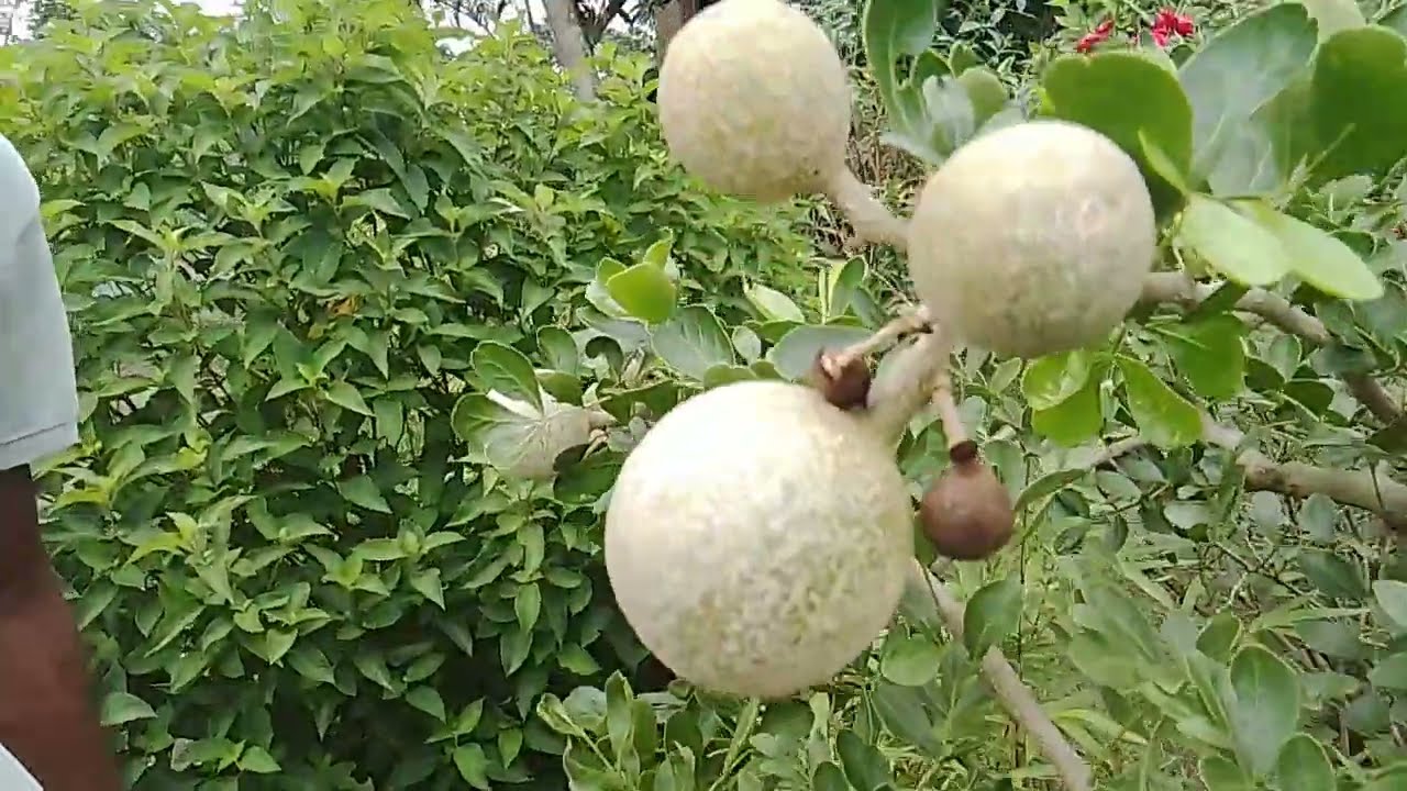Thai kodbel# edible fruit #থাই কতবেল - YouTube