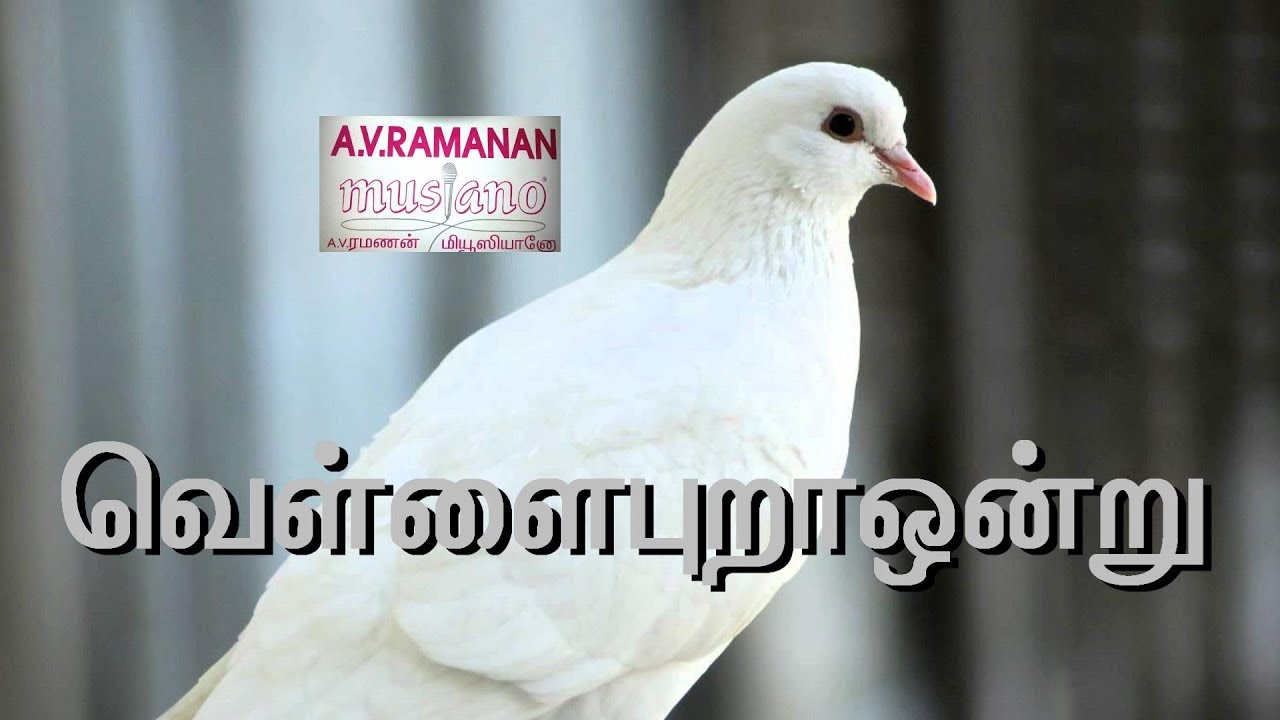 VEELAI PURA"வெள்ளை புறா ஒன்று" AV RAMANAN MUSIANO - YouTube Music