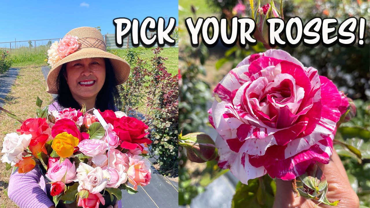 They have 500 Roses here and you can pick your own bouquet! - YouTube