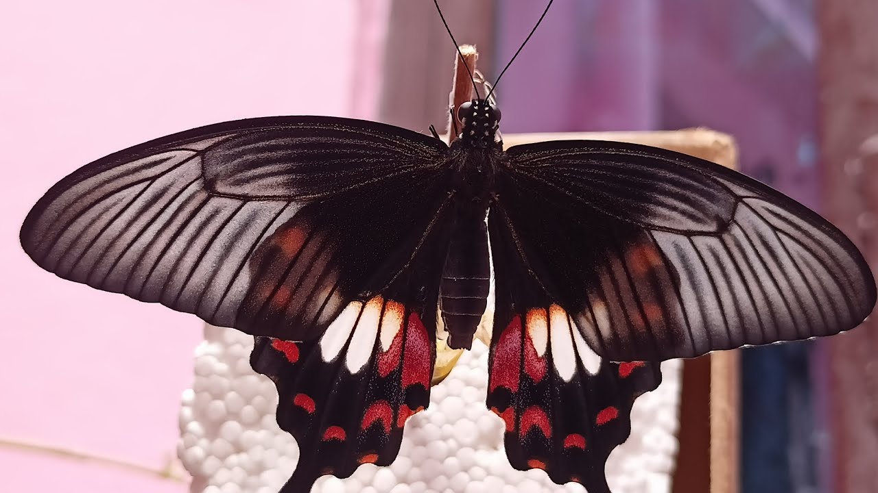 how is a monarch butterfly 🦋 born| butterfly life cycle | egg to ...