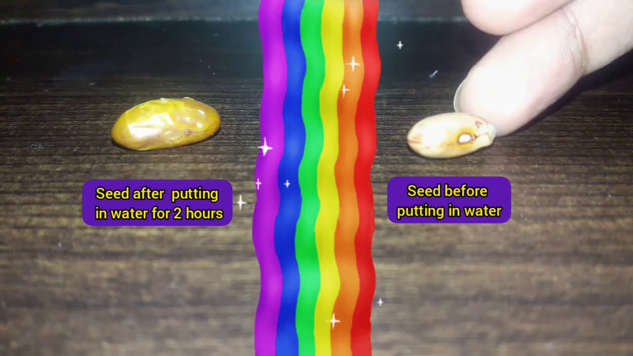 Seed dissection on soaked kidney bean Embryo, Cotyledon, Epicotyl ...