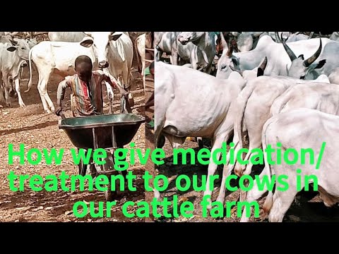 HOW WE GIVE TREATMENTS AND MEDICATION TO OUR COWS IN OUR CATTLE FARM # ...