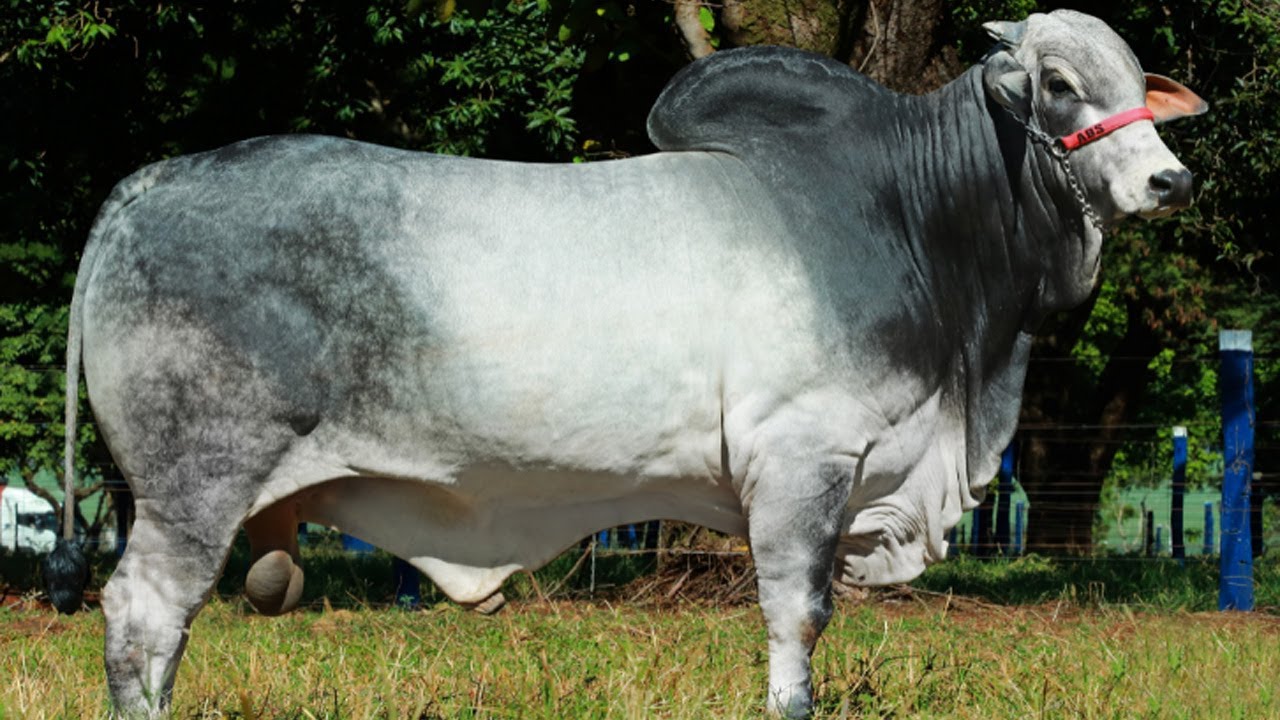 🔴 TORO Nelore GUAPO FIV CAMPARINO Los Mejores NELORE // Crea Tu NEGOCIO ...