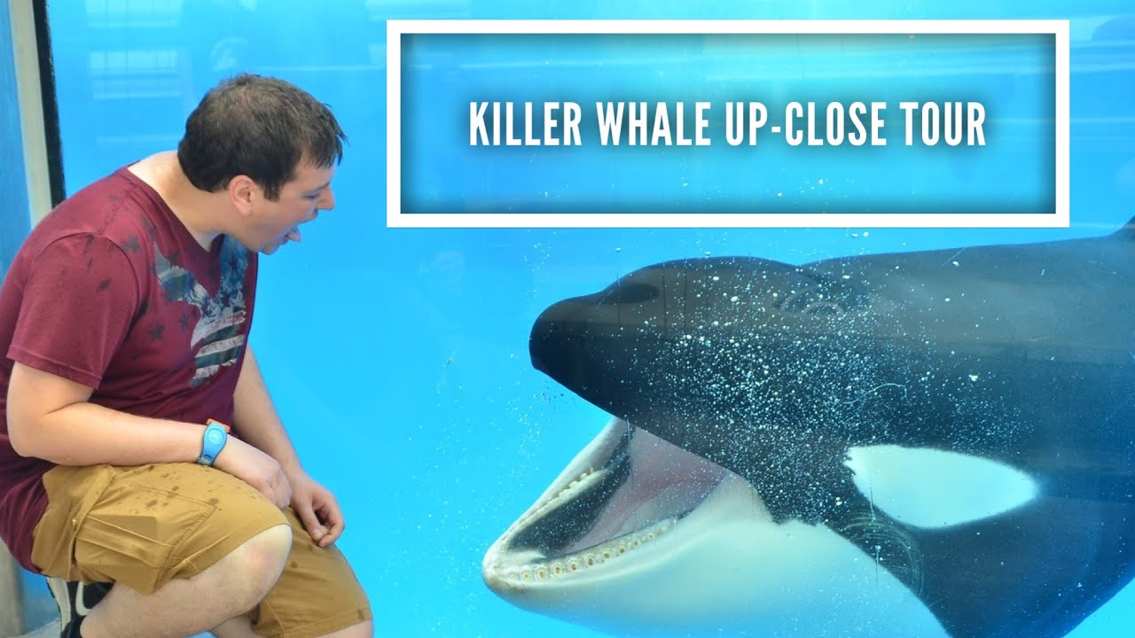 Walt Disney World & Orlando Vlog 11 | SeaWorld Killer Whale Up Close ...