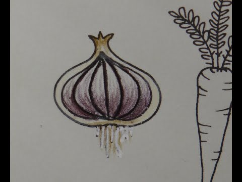 Adult Colouring Tutorial Garlic - from Worlds of Wonder by Johanna ...