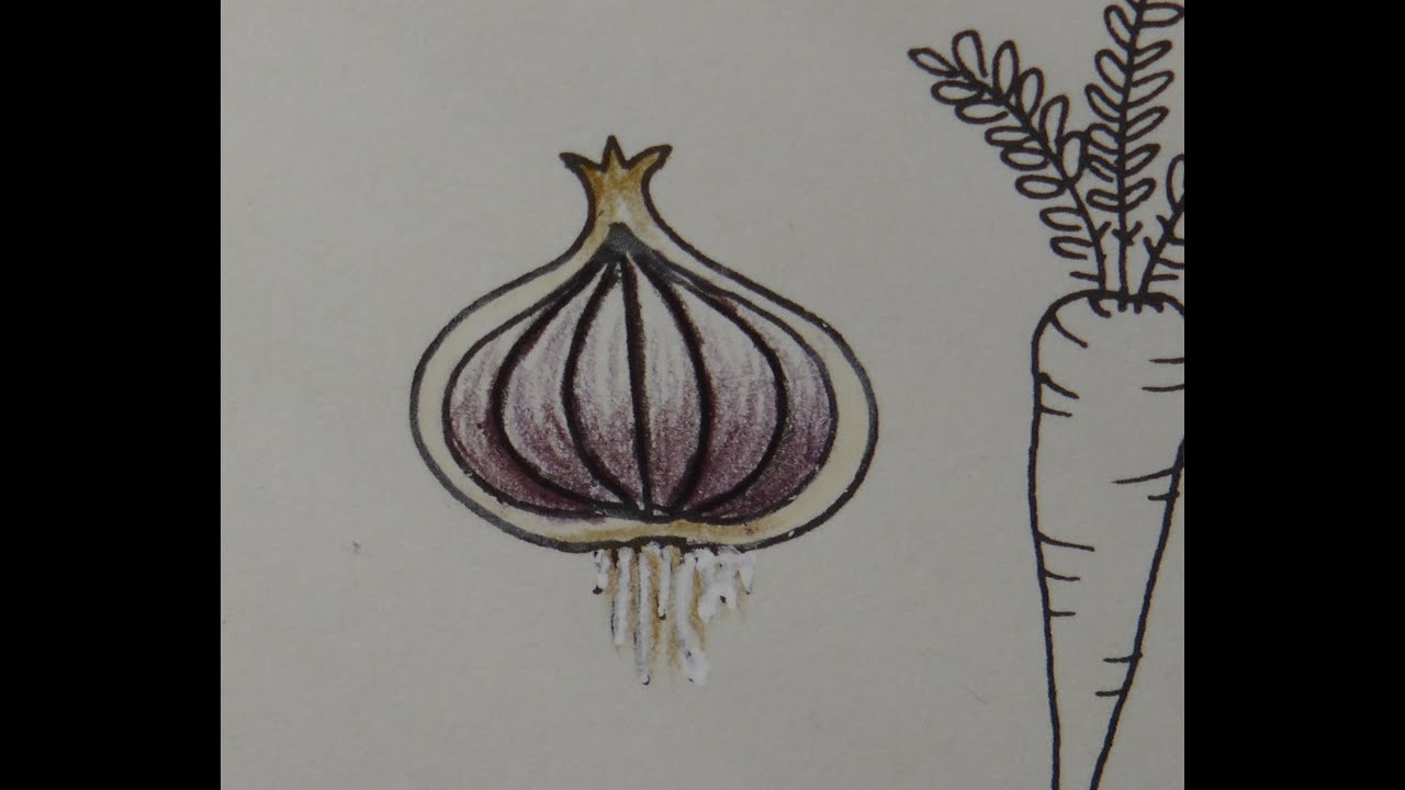 Adult Colouring Tutorial Garlic - from Worlds of Wonder by Johanna ...