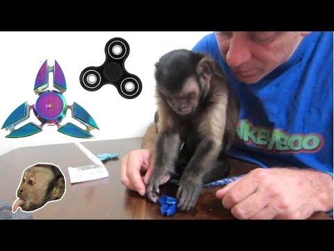 Monkey Fidget Spinner UnBoxing & Review - YouTube